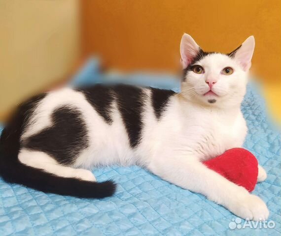 Котёнок, который любит обниматься