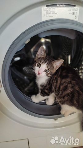Котята Серж и Муся