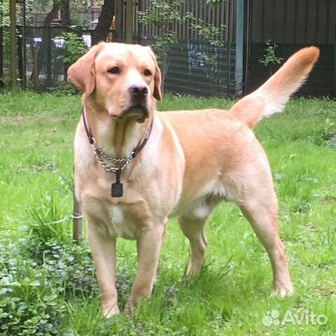 Кобель лабрадора для вязки. Гранд чемпион