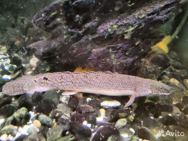 Полиптерус дельгези (рыба-дракон)