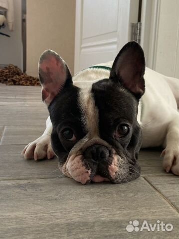 Французский бульдог