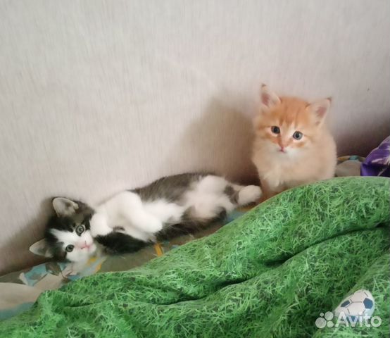 Котята невероятно красивые