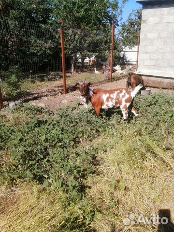 Взрослая камерунская козочка