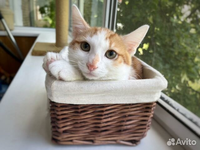 Котенок Фредди в добрые руки