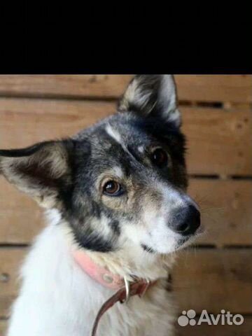 Собака пёс из приюта малыш Бим