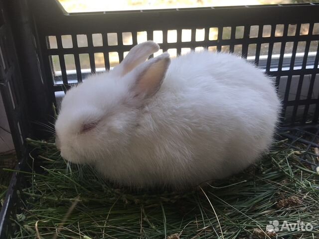Декоративные карликовые кролики