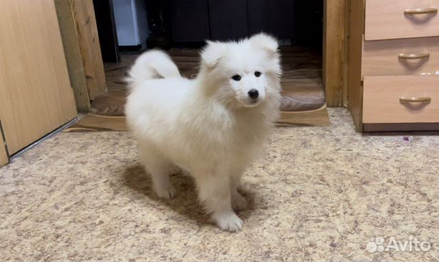 Самоедская собака, мальчик