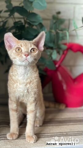 Котята девон-рекс