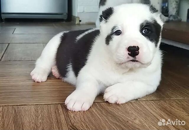 Щенки азиата