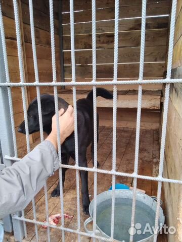 Собака смесь шарпея и лабрадора