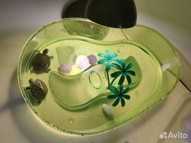 Красноухая черепаха с аквариумом