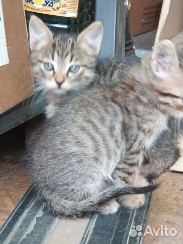 Котята 2 месяца выживают на рынке