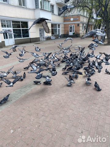 Голуби мелкий опт