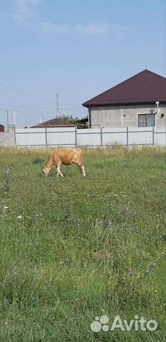 Телята бычки и телочки