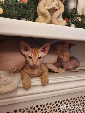 Донской сфинкс котята