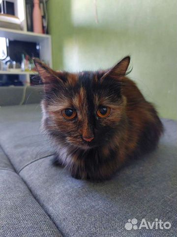 Черепаховая кошка