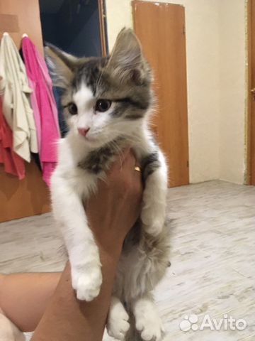 Привитый Валера ищет дом