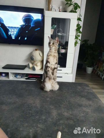 Ищем жениха британских кровей для нашей красавицы)