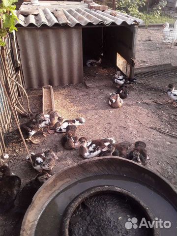 Домашняя птица