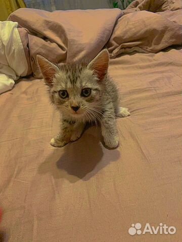 Котята в добрые руки бесплатно в дар