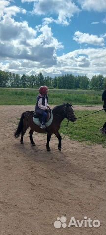 Лошади пони