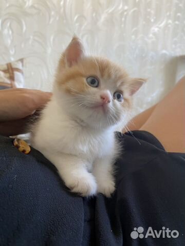 Котенок экзот