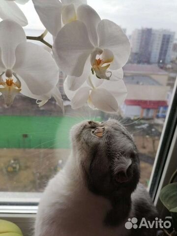 Шотландская вислоухая кошка бесплатно