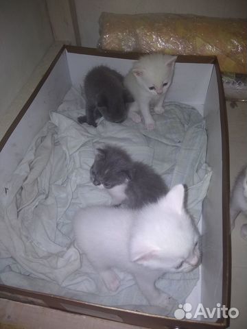 Белые и серые котята в добрые руки