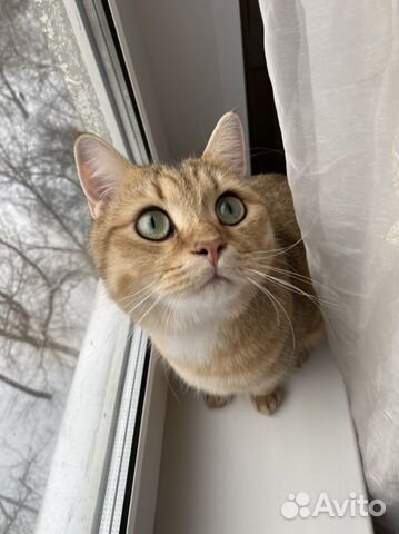 Котик в самые добрые руки