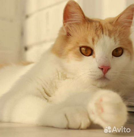 Лёва- шикарный котик с янтарными глазками