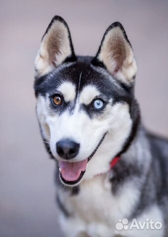 Уникальная Акира ищет семью