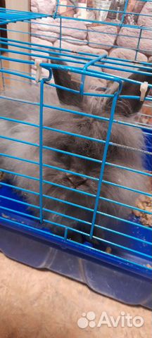 Декоративные карликовые кролики