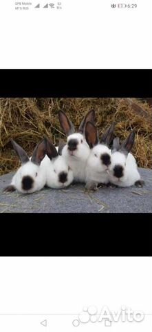 Кролики Калифорнийци