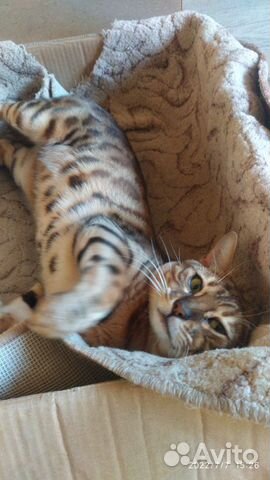 Отдам кота