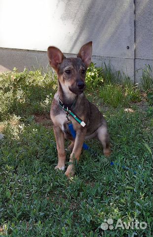 Собака в добрые руки щенок