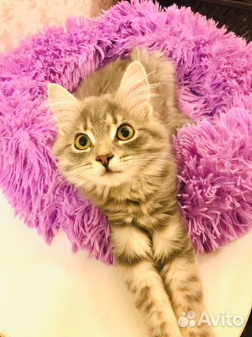 Муся котенок
