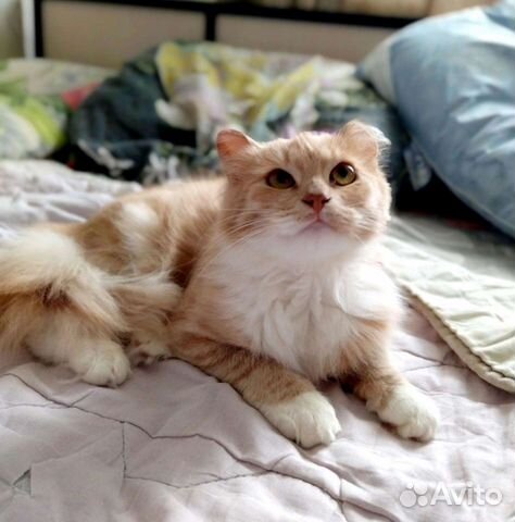 Лапка ищет дом