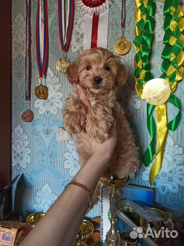 Мальтипу Ф1 стандарт супер карамель