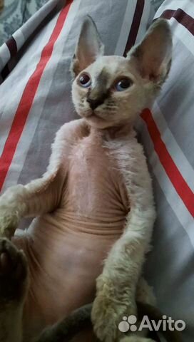 Канадский сфинкс котенок