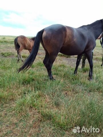 Продаются лошадь и жеребенок