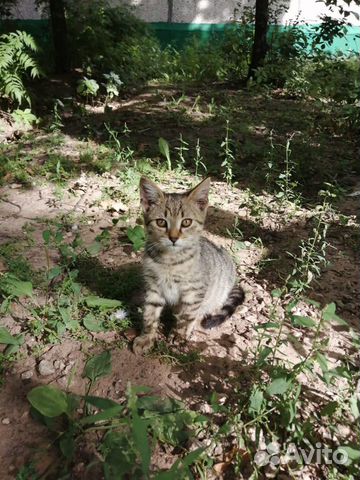 Котенок ласковый (девочка) 3,5 мес. на улице