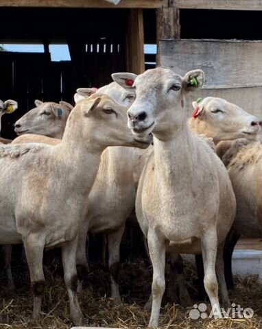 Катумские овцы ягнята