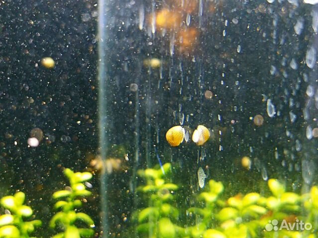 Улитки аквариумные