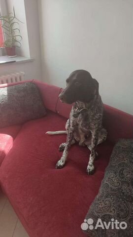 Щенок в добрые руки бесплатно