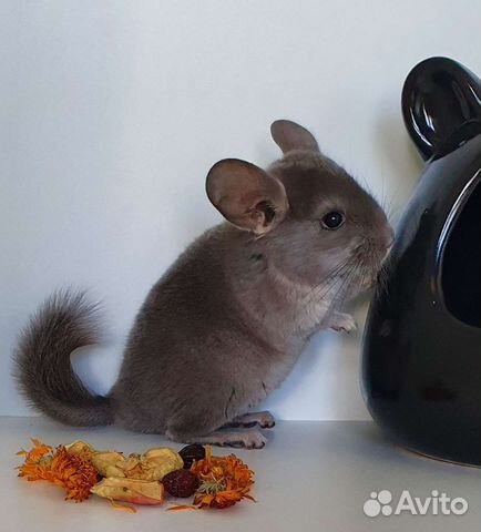 Шиншилленок мальчик фио эбони средний 2 мес