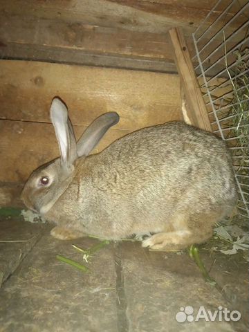 Кролик самец Фландр