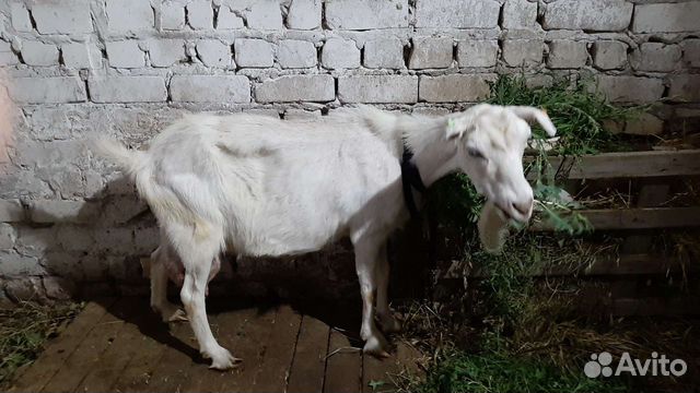 Зааненская дойная коза
