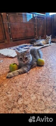 Добряк Тимоша ищет дом