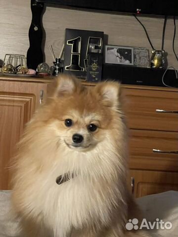Померанский шпиц той малый Вязка