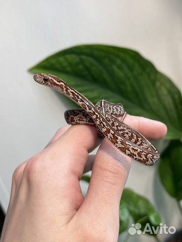 Змея маисовый полоз